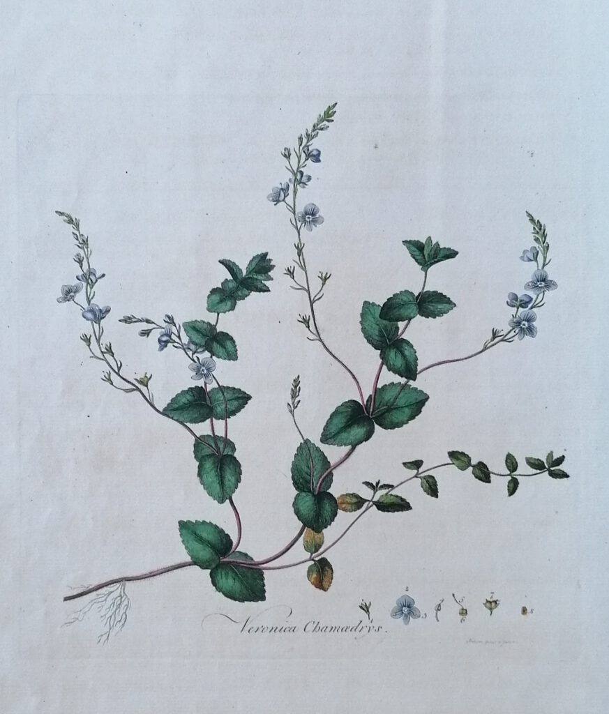 Stories Plants Tell: Flora Batava 1800-1934 – Exhibitions@WURLibrary