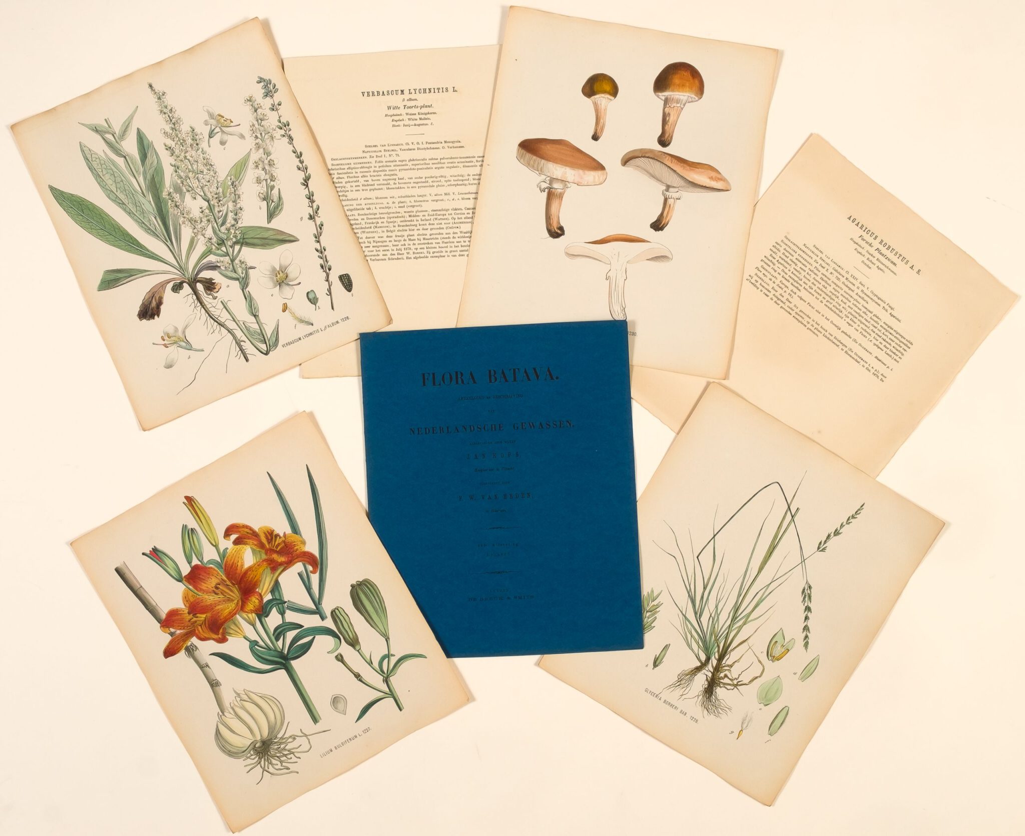 Stories Plants Tell: Flora Batava 1800-1934 – Exhibitions@WURLibrary