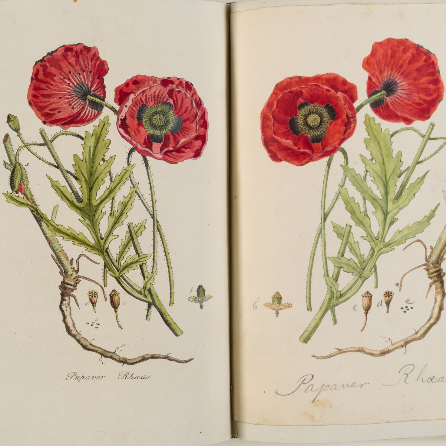 Flora Batava at WUR Library – Exhibitions@WURLibrary